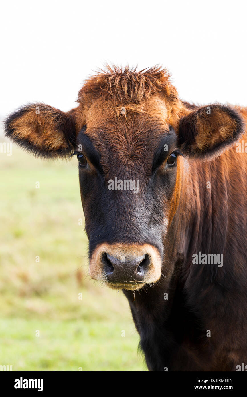 Close up of a cow's head; Omey Island, County Galway, Ireland Stock ...