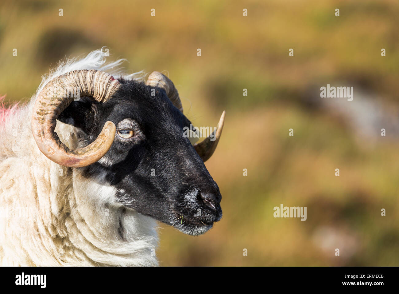 Sheep horns ireland europe hi-res stock photography and images - Alamy
