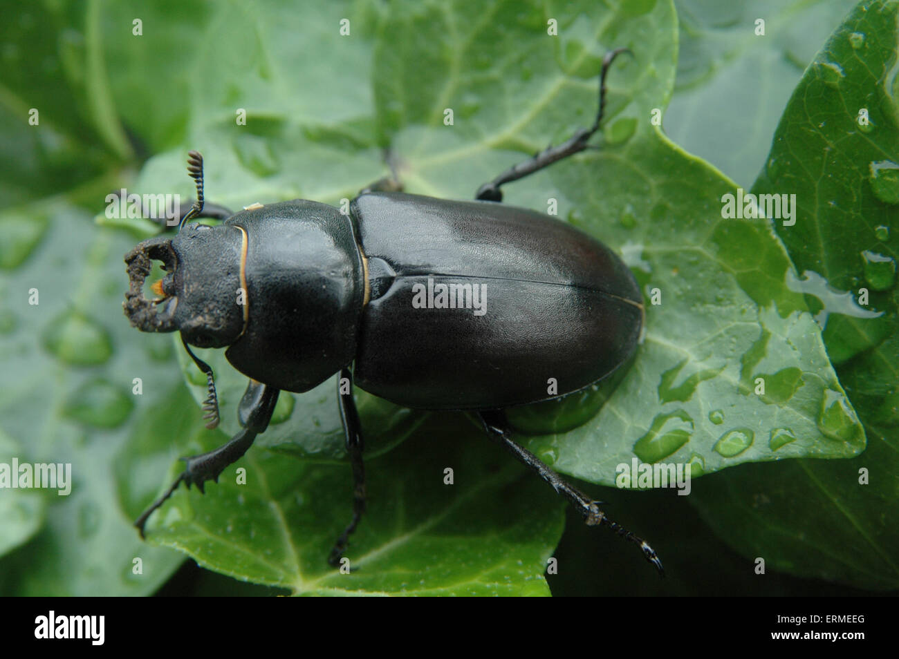 A big black beetle Stock Photo - Alamy