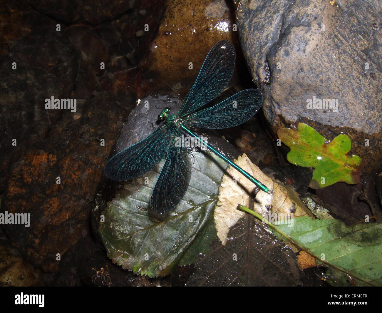 A dragon fly Stock Photo - Alamy