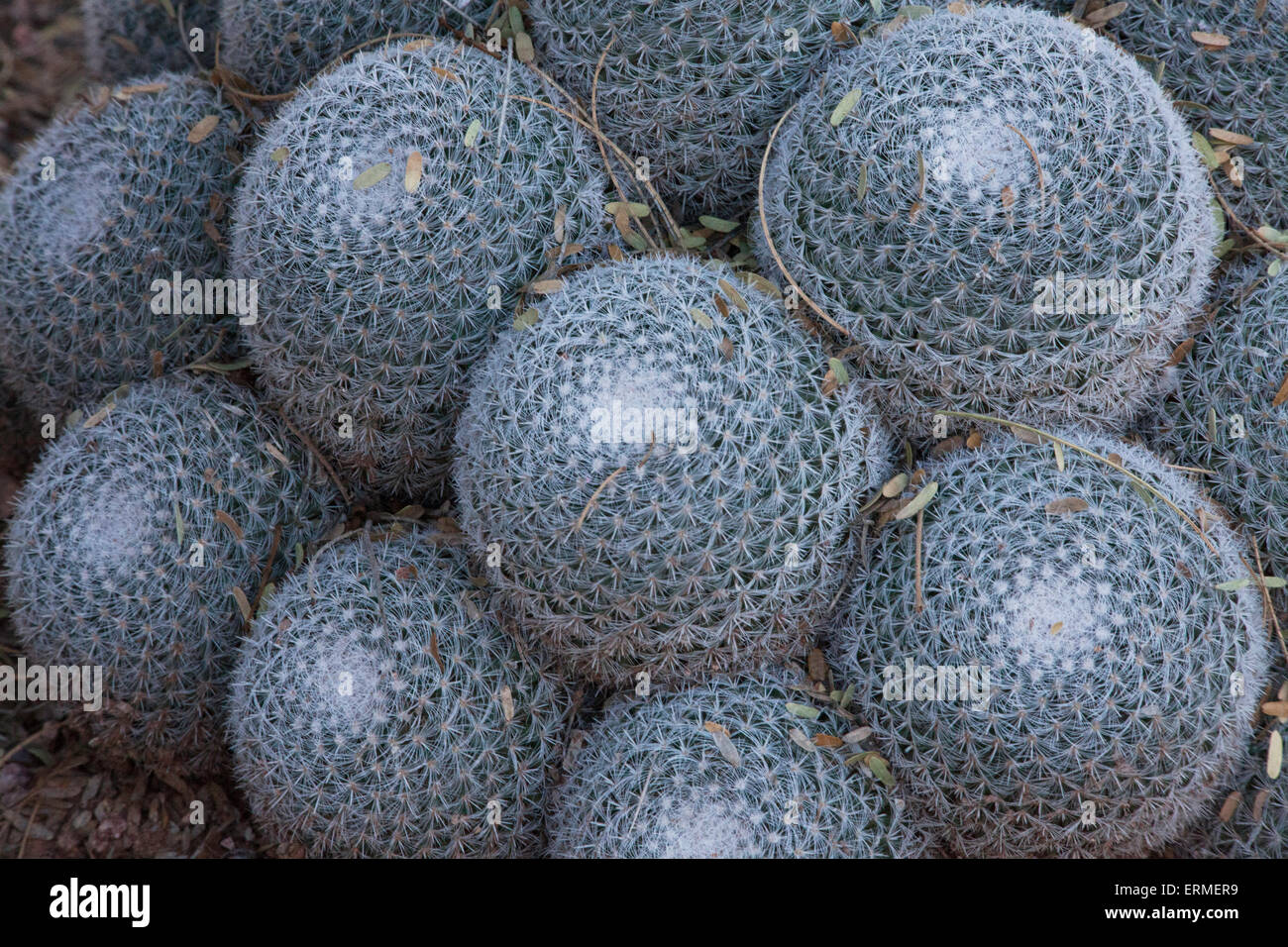 Round cactus plants hi-res stock photography and images - Alamy