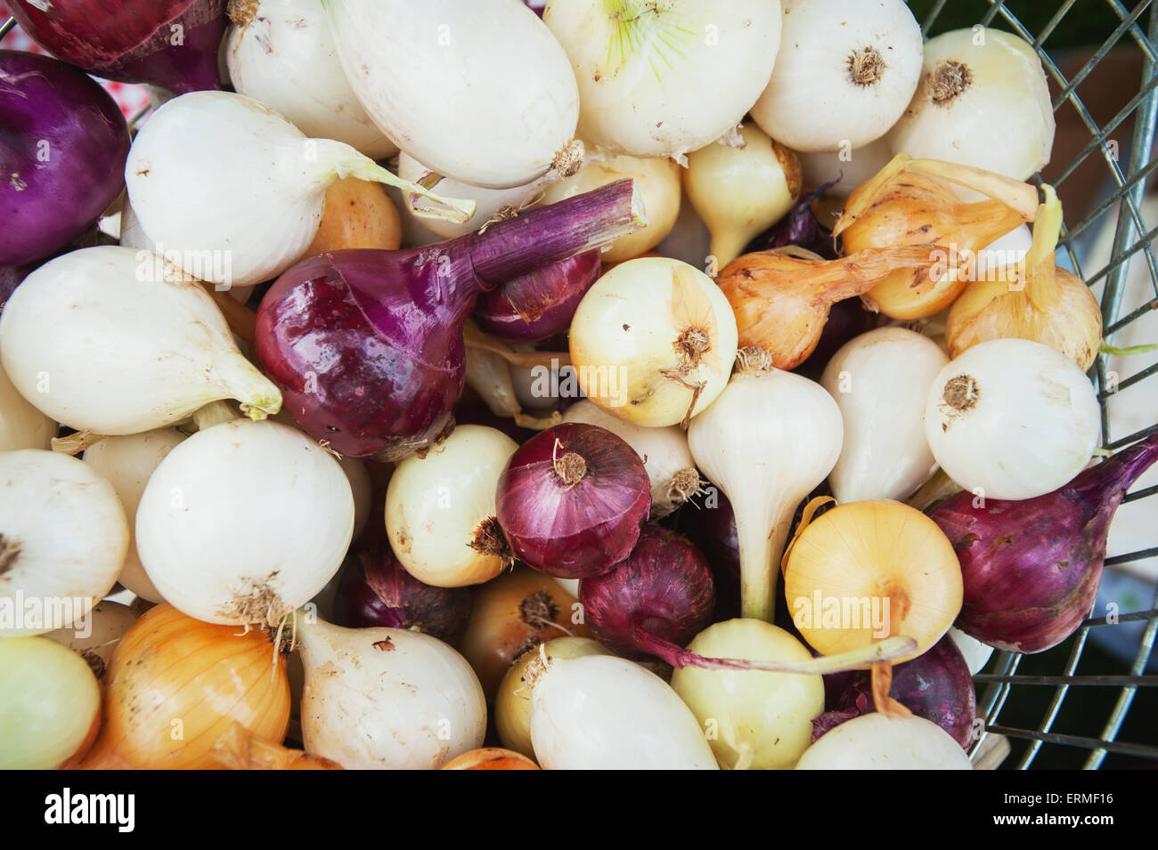 Basket full of onions (Allium cepa); Palmer, Alaska, United States of ...