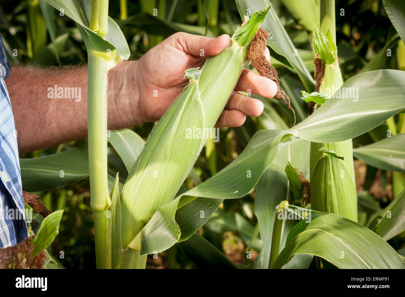 Close up of farmer inspecting an ear of corn; Port Republic, Maryland ...