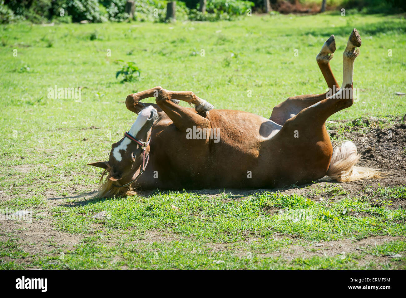 Horse rolling in dust; Knoxville, Maryland, United States of America ...