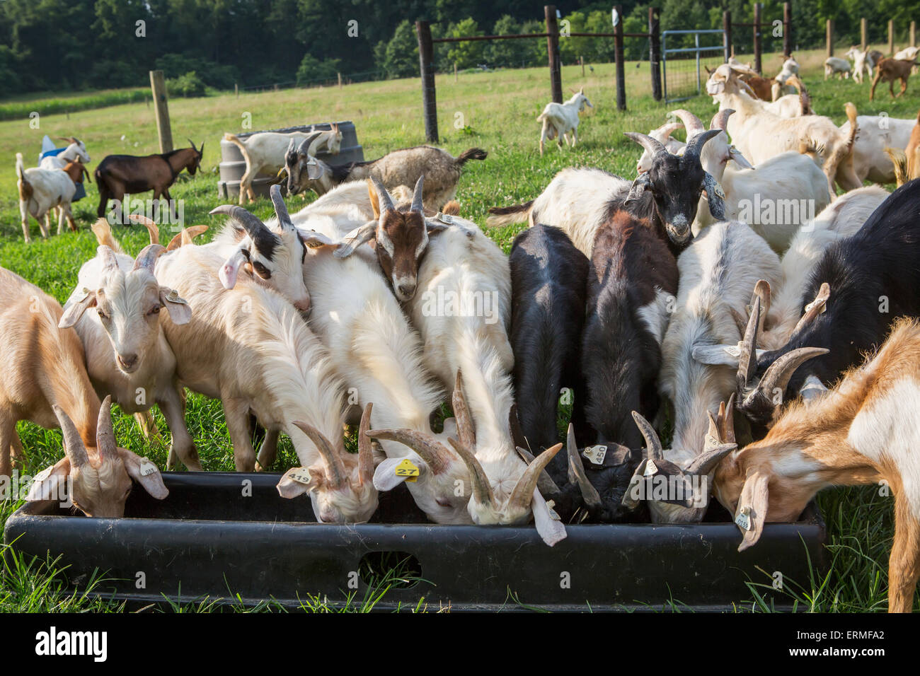Goats feeding in trough; Keedysville, Maryland, United States of ...