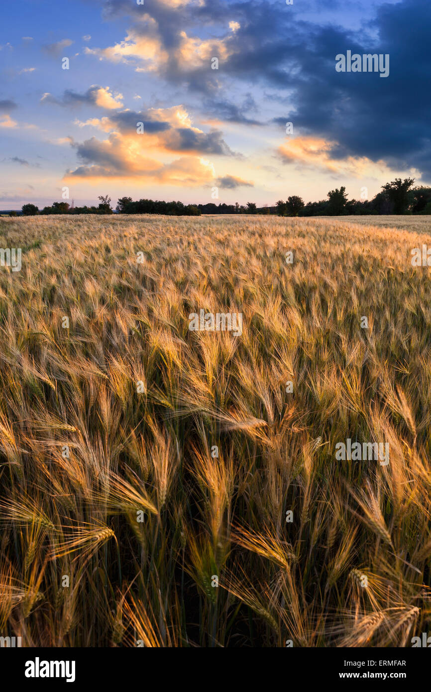 Glowing clouds at sunset over a barley field; Saint-Scholastique ...