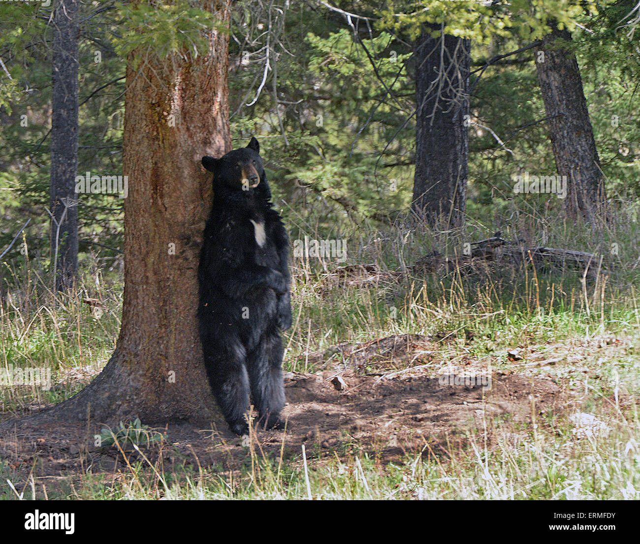 Black bear back scratch hi-res stock photography and images - Alamy
