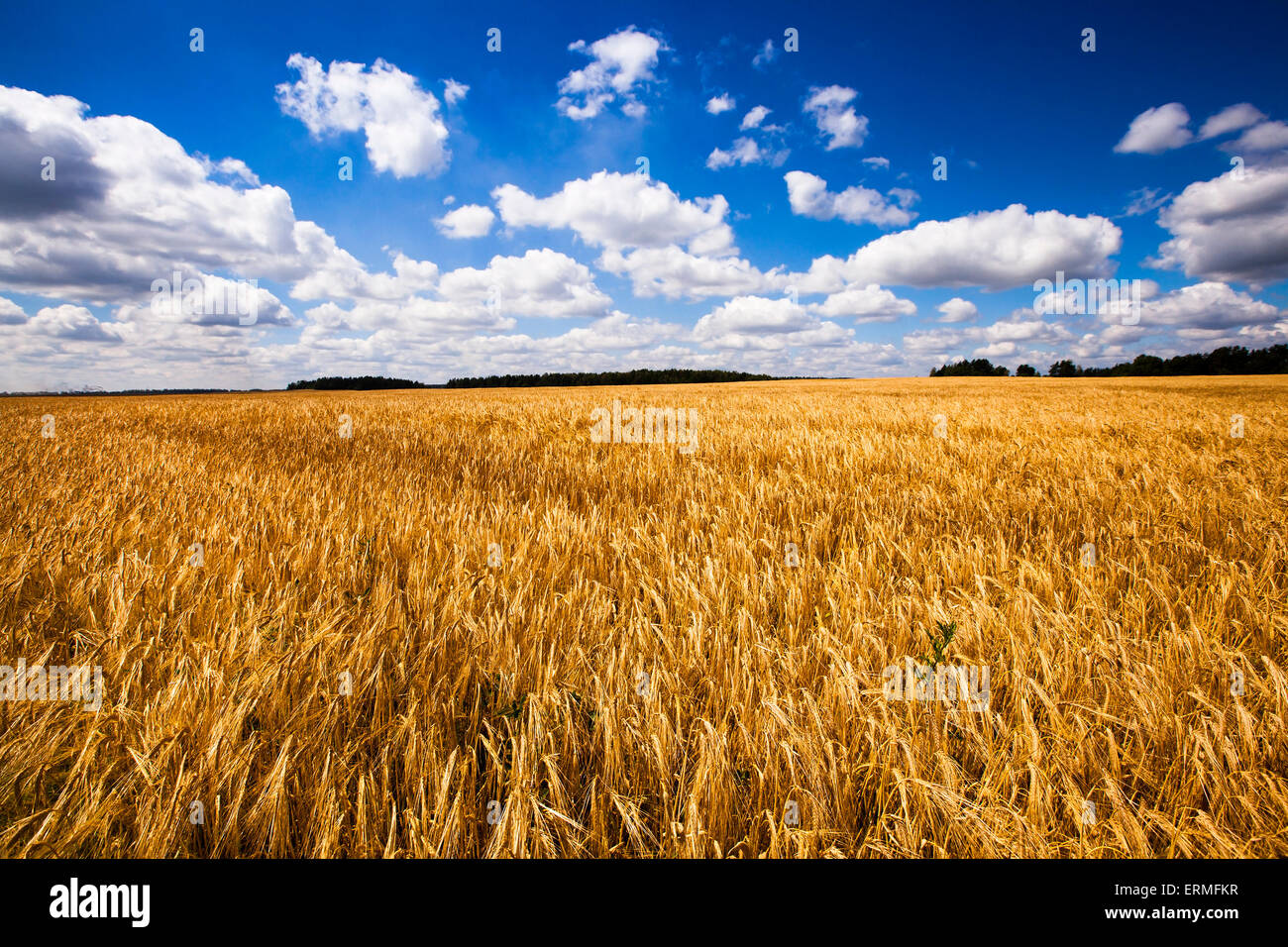 Wheat field s hi-res stock photography and images - Alamy
