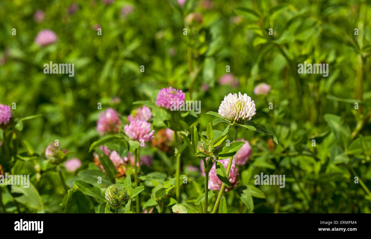 Beautiful crimson clover flower hi-res stock photography and images - Alamy