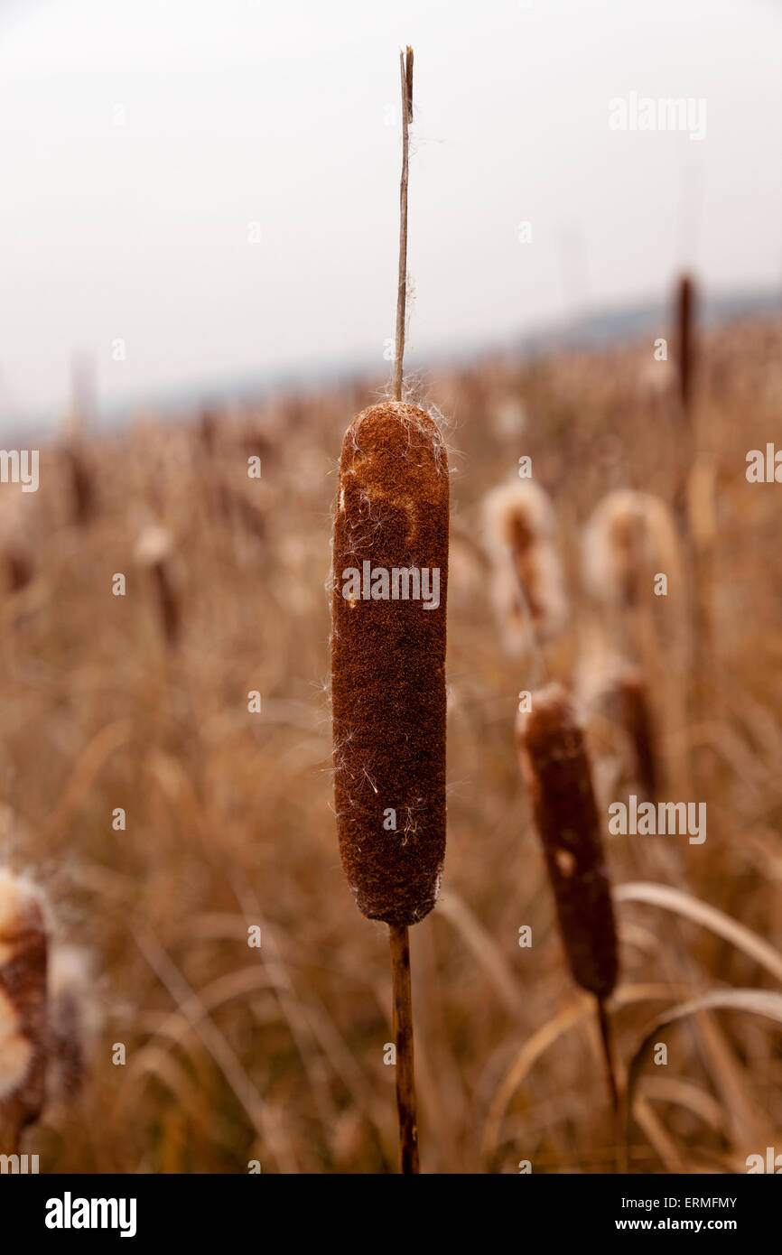 stems of cattail Stock Photo - Alamy