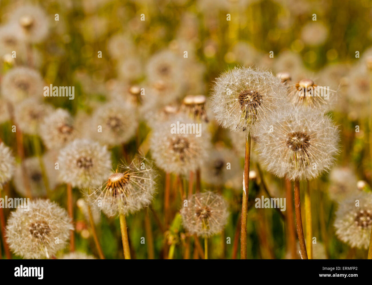 Blowing dandelion florets hi-res stock photography and images - Alamy
