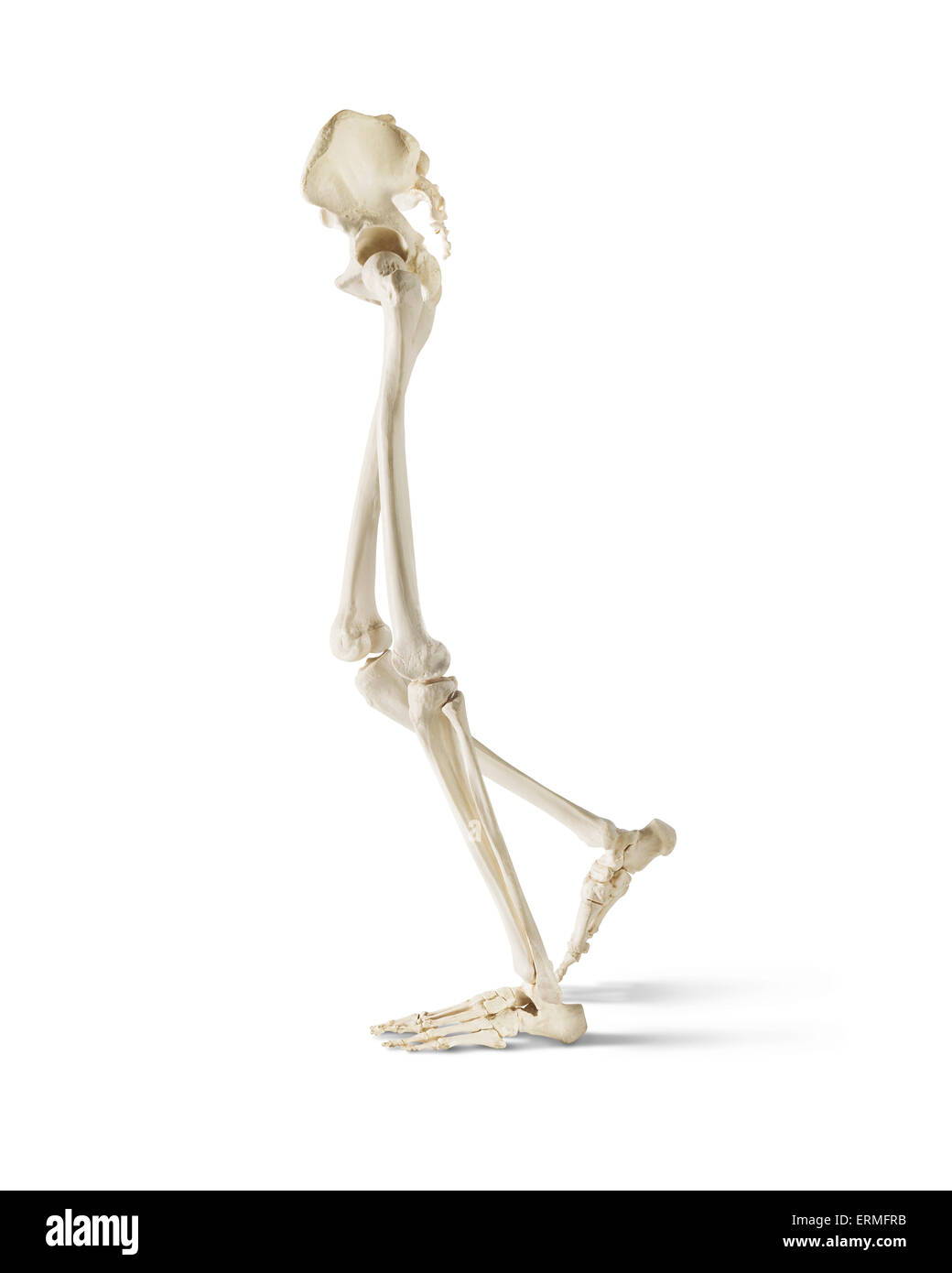 Skeleton human anatomy walking hi-res stock photography and images - Alamy