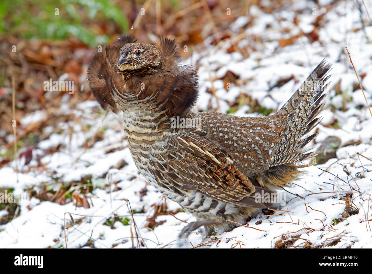Ruffed grouse 1 hi-res stock photography and images - Alamy