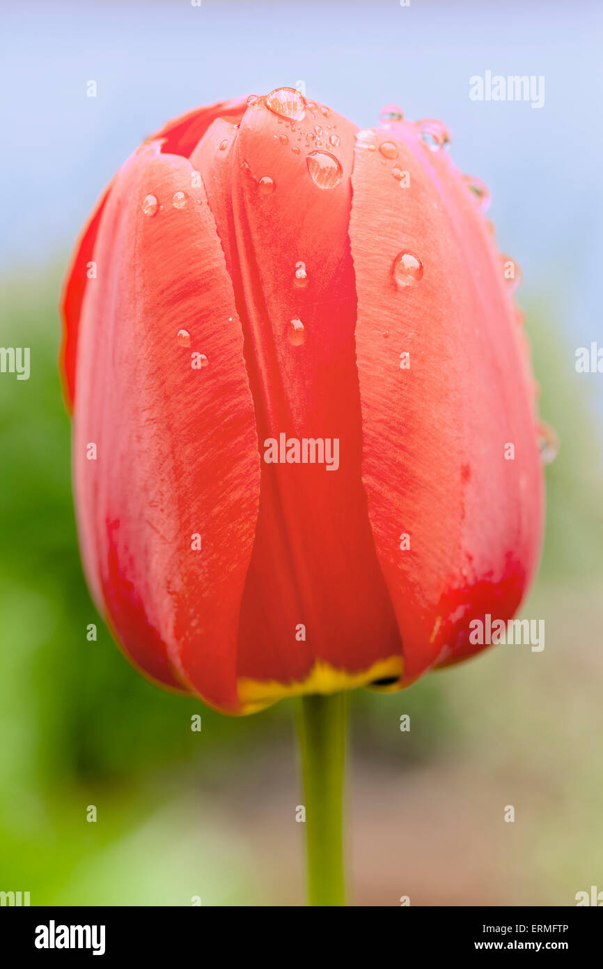 Close up of tulip; Quebec, Canada Stock Photo - Alamy