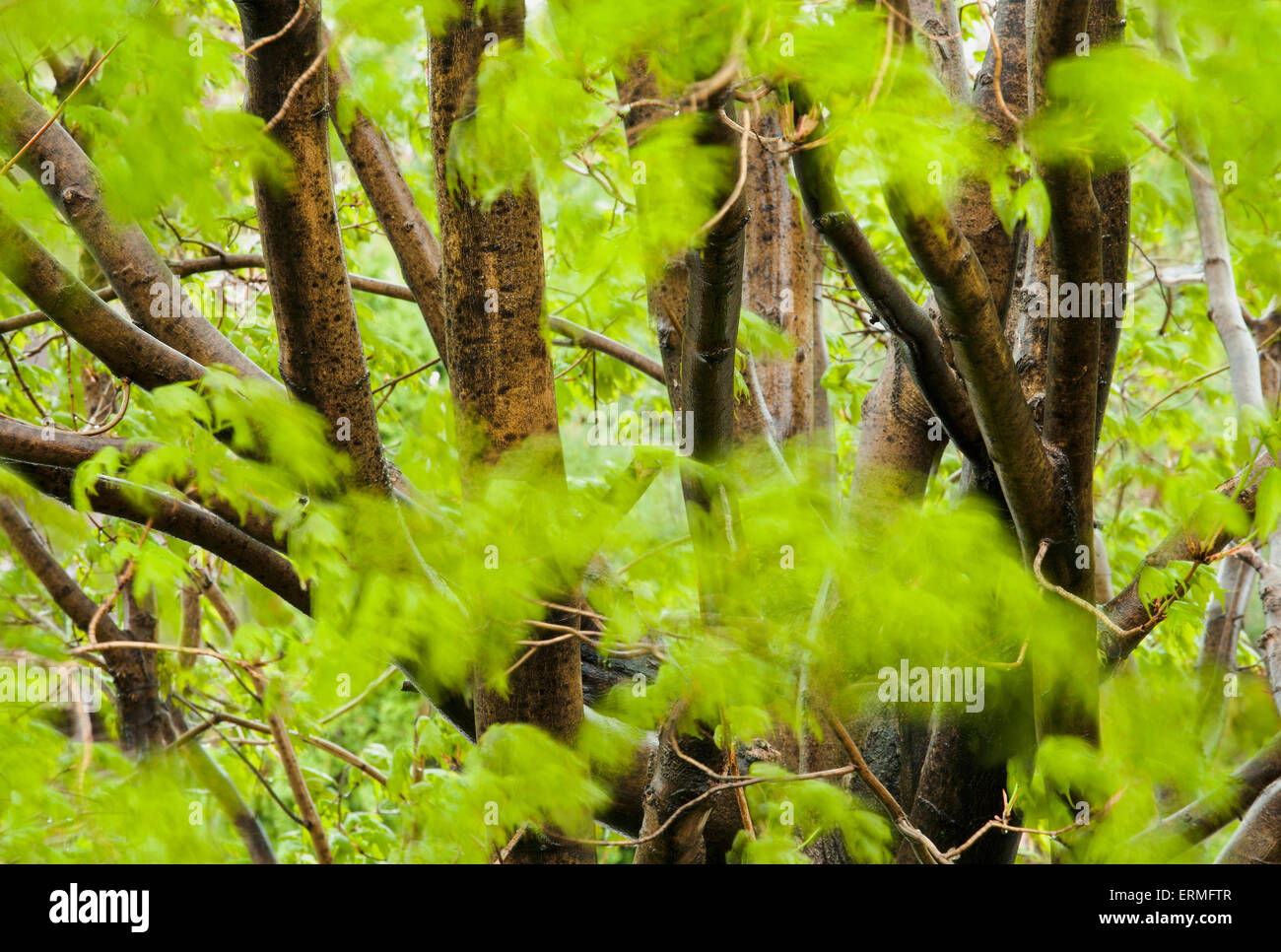 Leaves maple move in wind hi-res stock photography and images - Alamy