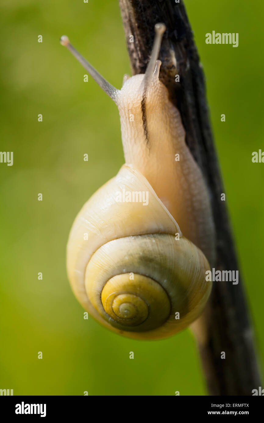 Snail on a plant stem; Quebec, Canada Stock Photo - Alamy