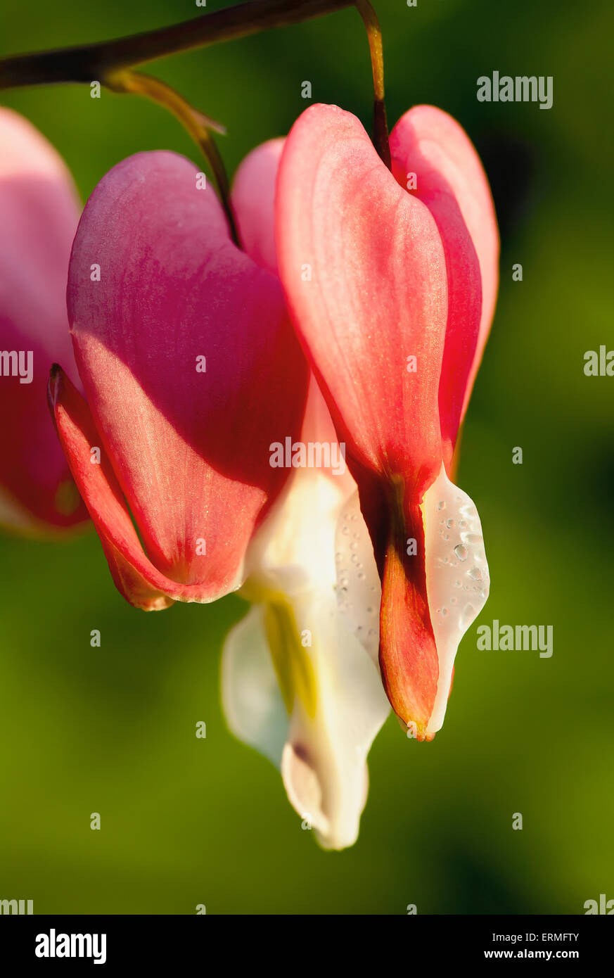 Close up of Bleeding Heart (Lamprocapnos spectabilis); Quebec, Canada ...