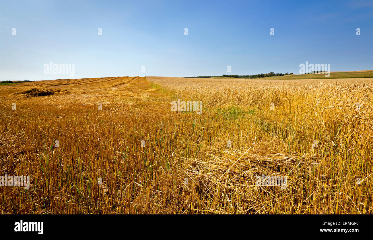 Cut wheat stalks hi-res stock photography and images - Alamy