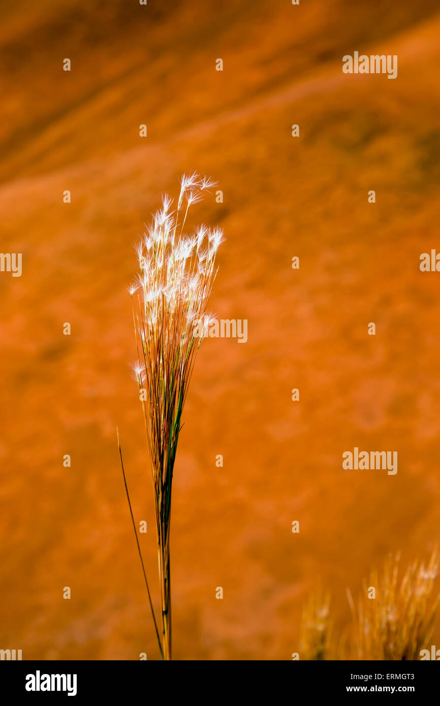 Red dirt stained grass; Kalalau, Kauai, Hawaii, United States of ...
