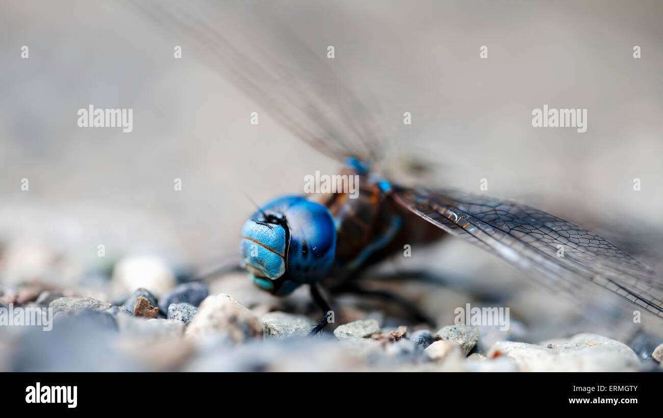 Blue dragonfly on gravel; Kenmore, Washington, United States of America ...