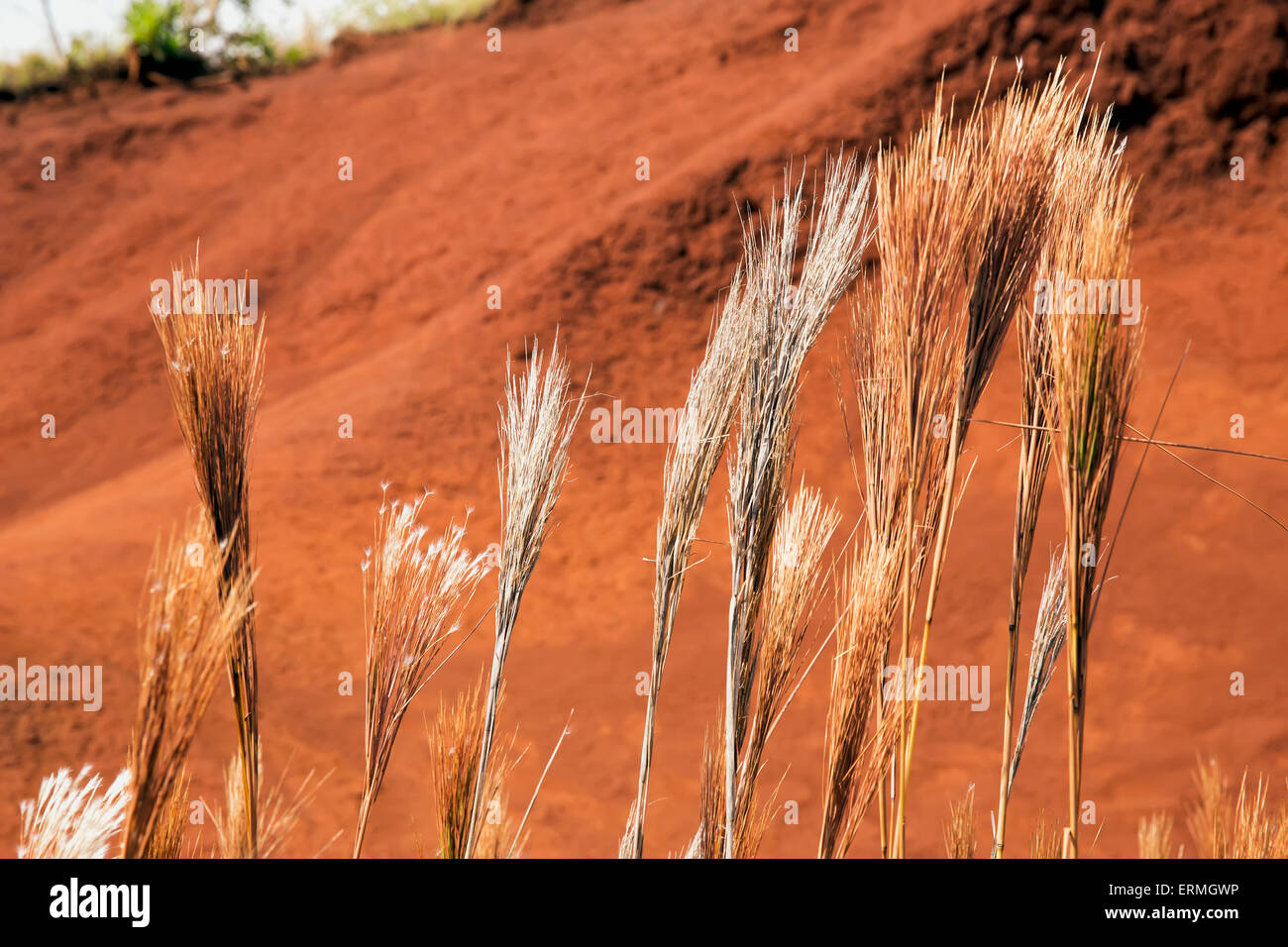 Red dirt stained grass; Kalalau, Kauai, Hawaii, United States of ...