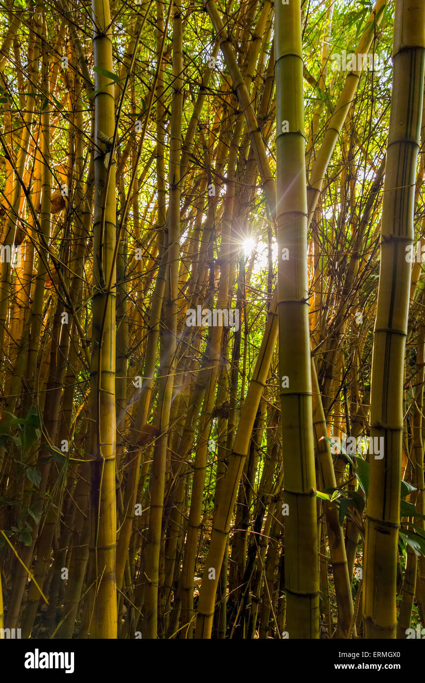 Sunlight through bamboo; Wailua, Kauai, Hawaii, United States of ...