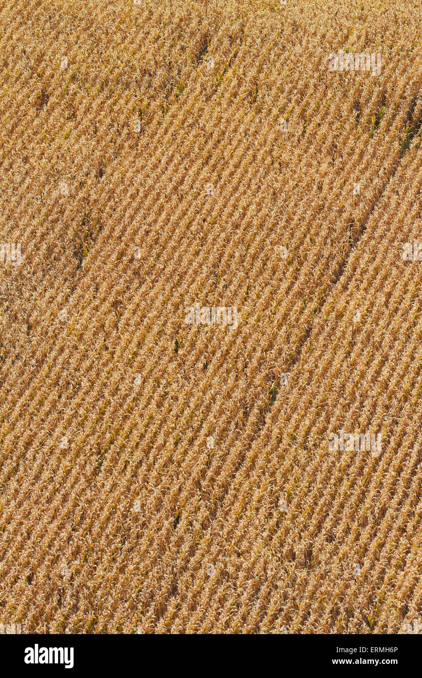Farm crops, Rukuhia, near Hamilton, Waikato, North Island, New Zealand ...