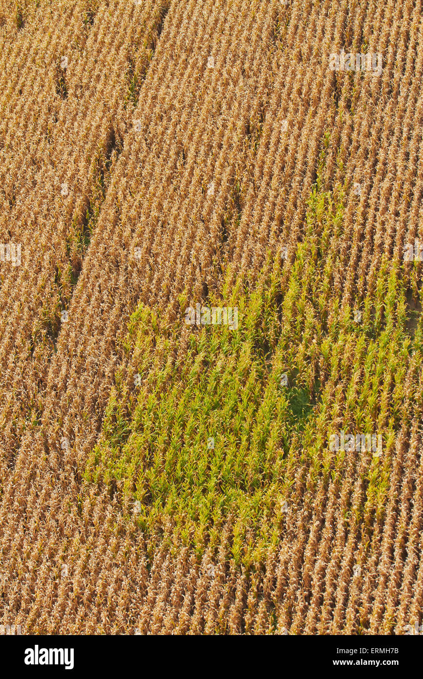 Farm crops, Rukuhia, near Hamilton, Waikato, North Island, New Zealand ...