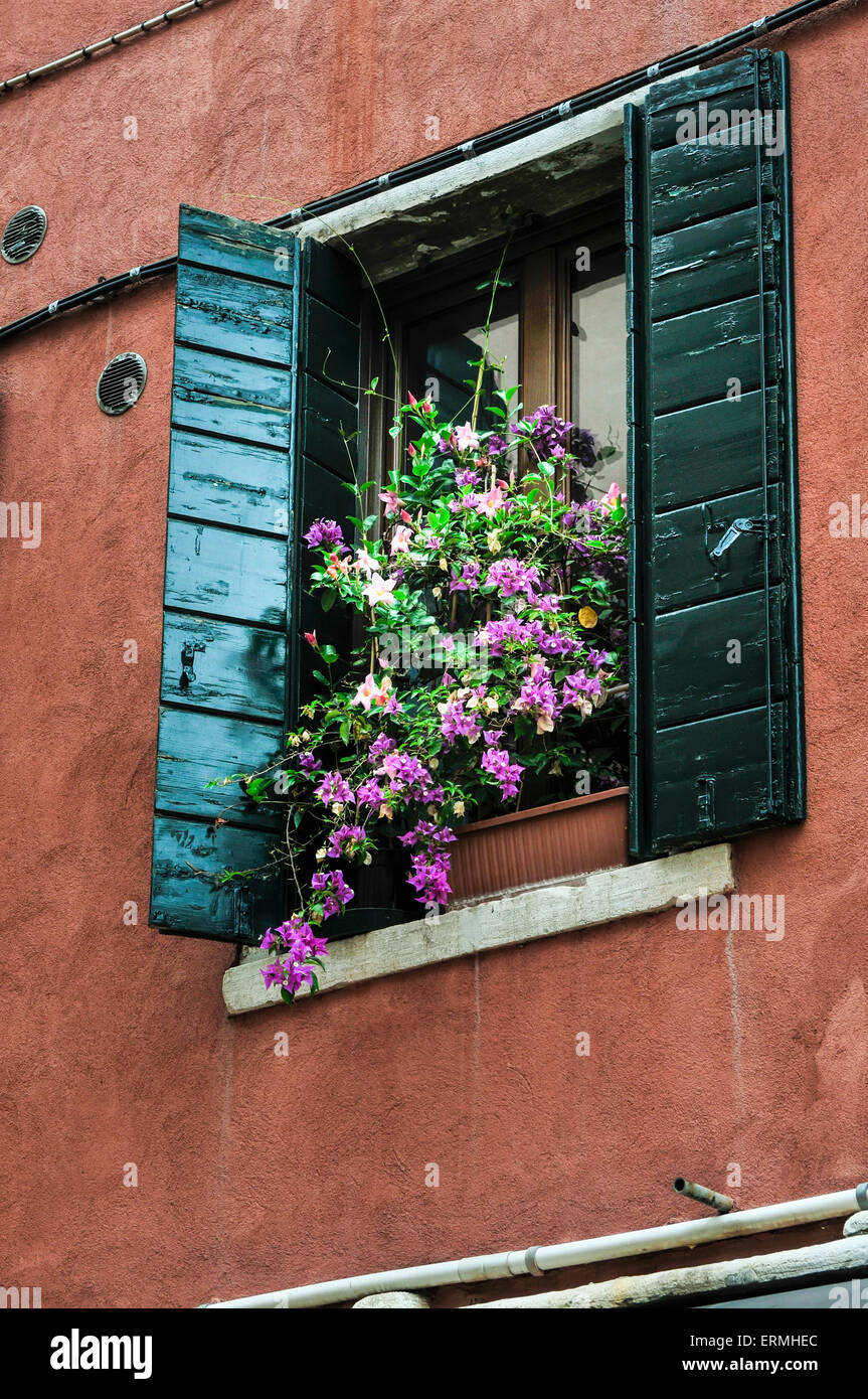 Window with large flower pot; Venice, Italy Stock Photo - Alamy