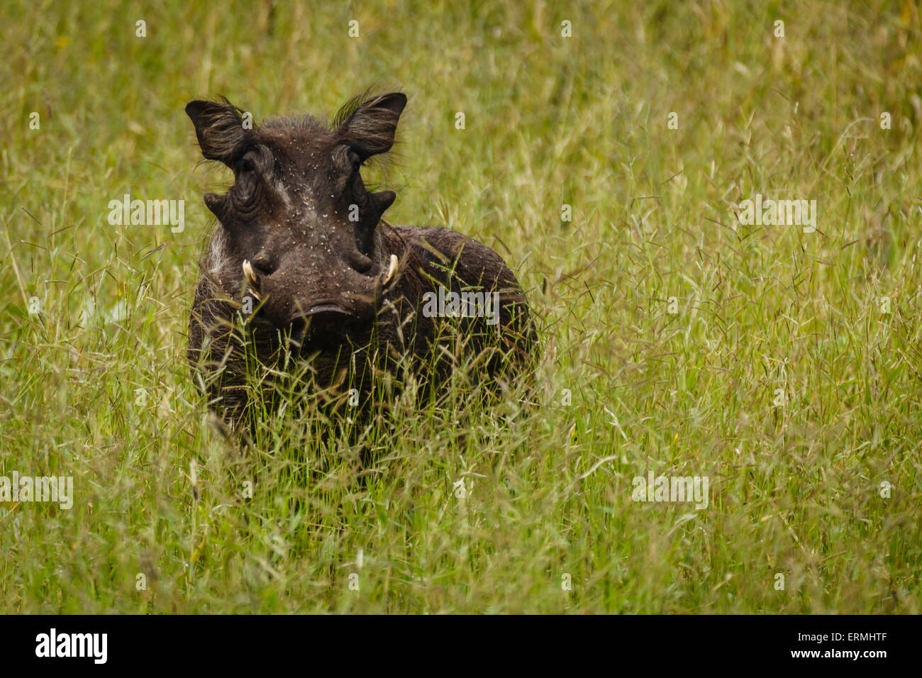 Pig face close up hi-res stock photography and images - Alamy