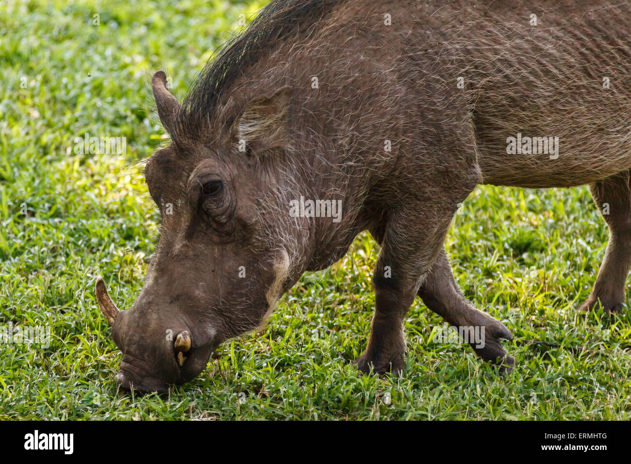Animal open mouth pig hi-res stock photography and images - Alamy
