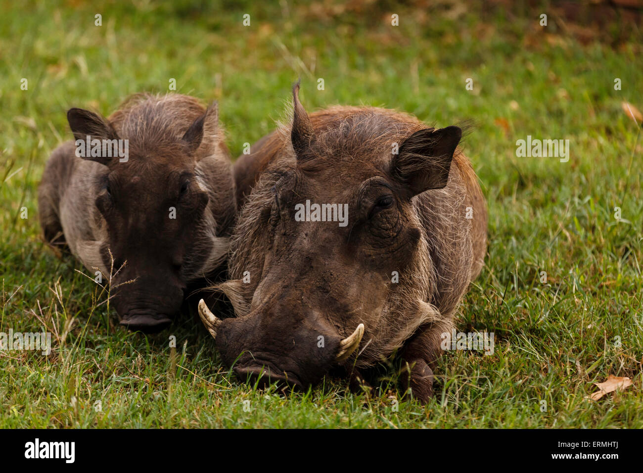 Botswana child baby mother hi-res stock photography and images - Alamy