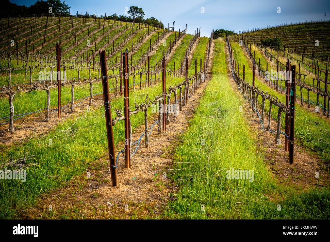 Straight lines in nature hi-res stock photography and images - Alamy