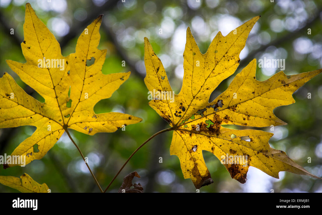 Big leaf maple leaves Stock Photo - Alamy