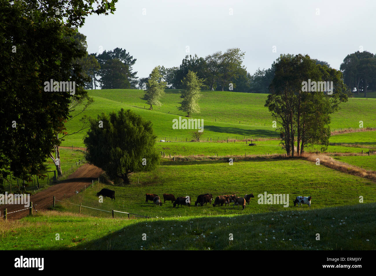 Dairy cows and farmland near Hamilton, Waikato, North Island, New ...