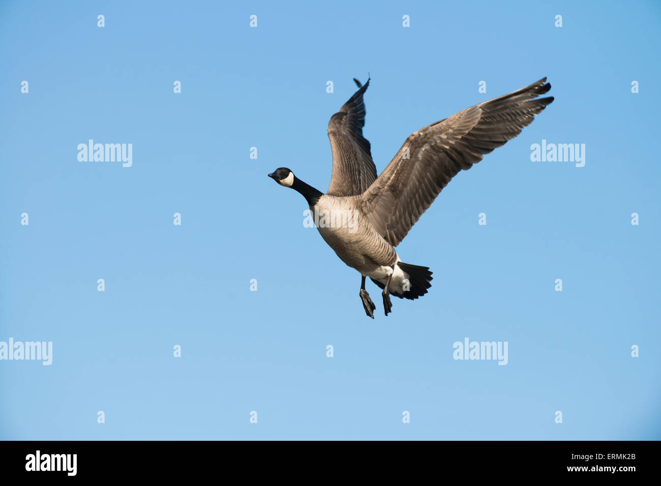 Creamers Field Migratory Waterfowl Refuge High Resolution Stock ...
