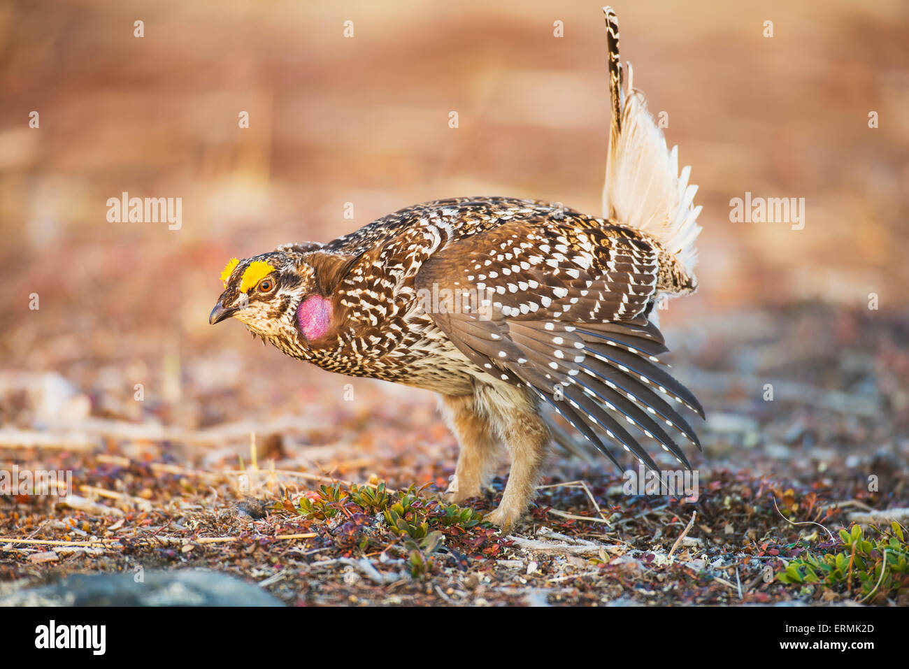 Male Sharp-tailed Grouse struts during spring mating dance, Interior ...
