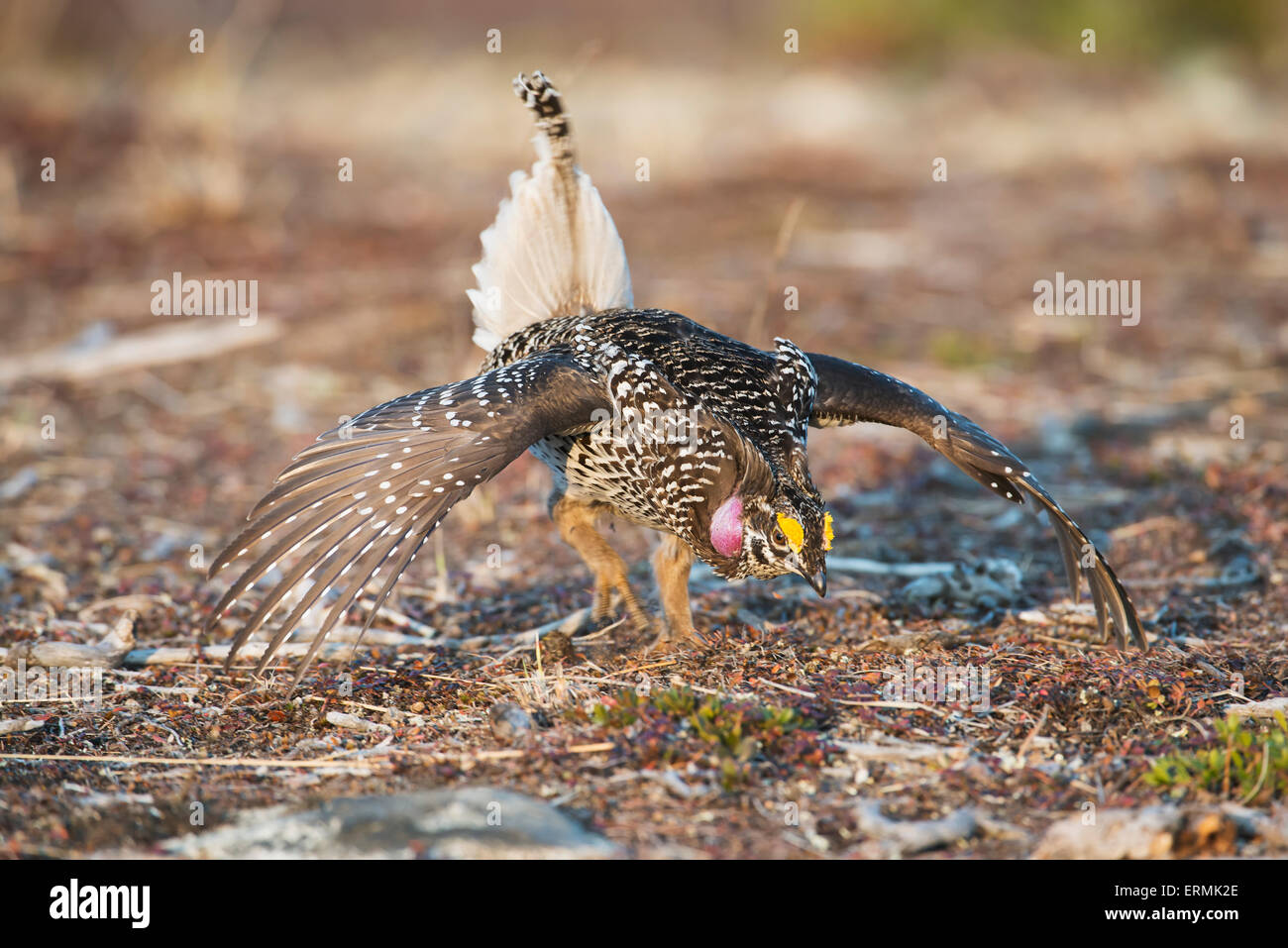 Male Sharp-tailed Grouse struts during spring mating dance, Interior ...