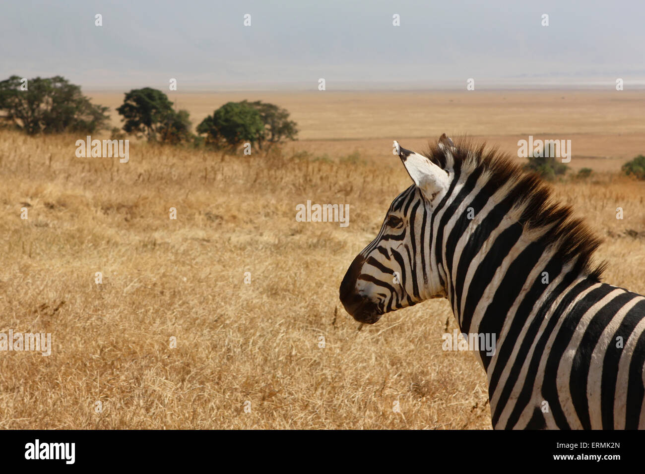 Zebra, Ngorongoro Crater; Arusha, Tanzania Stock Photo - Alamy