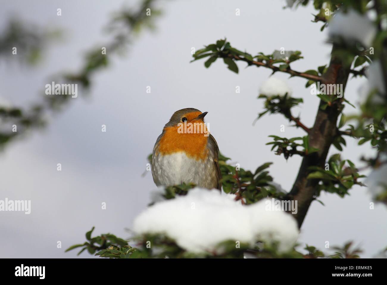 Robin in snow Stock Photo - Alamy