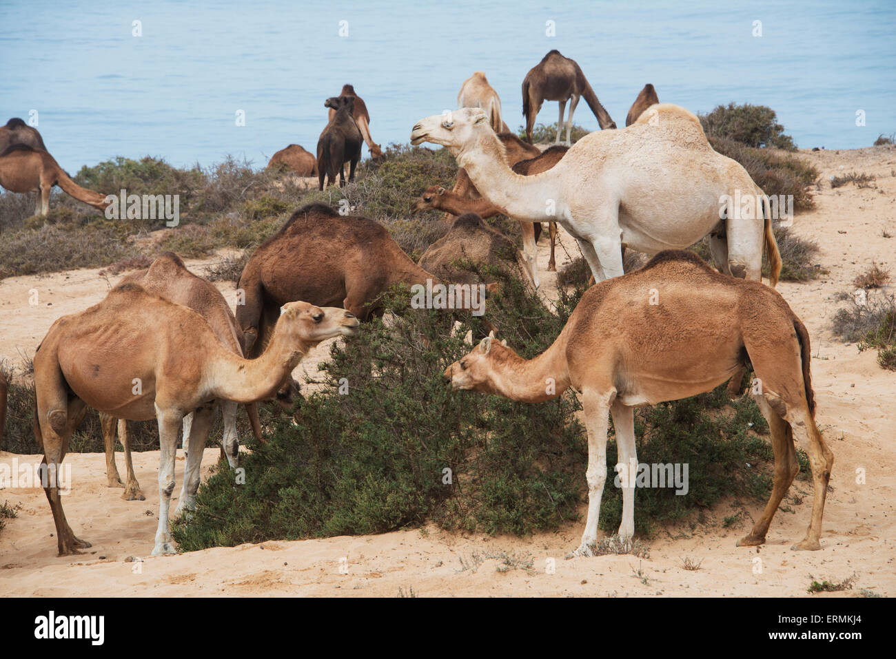 Single-humped group of camels eating native bush in the sand dunes ...