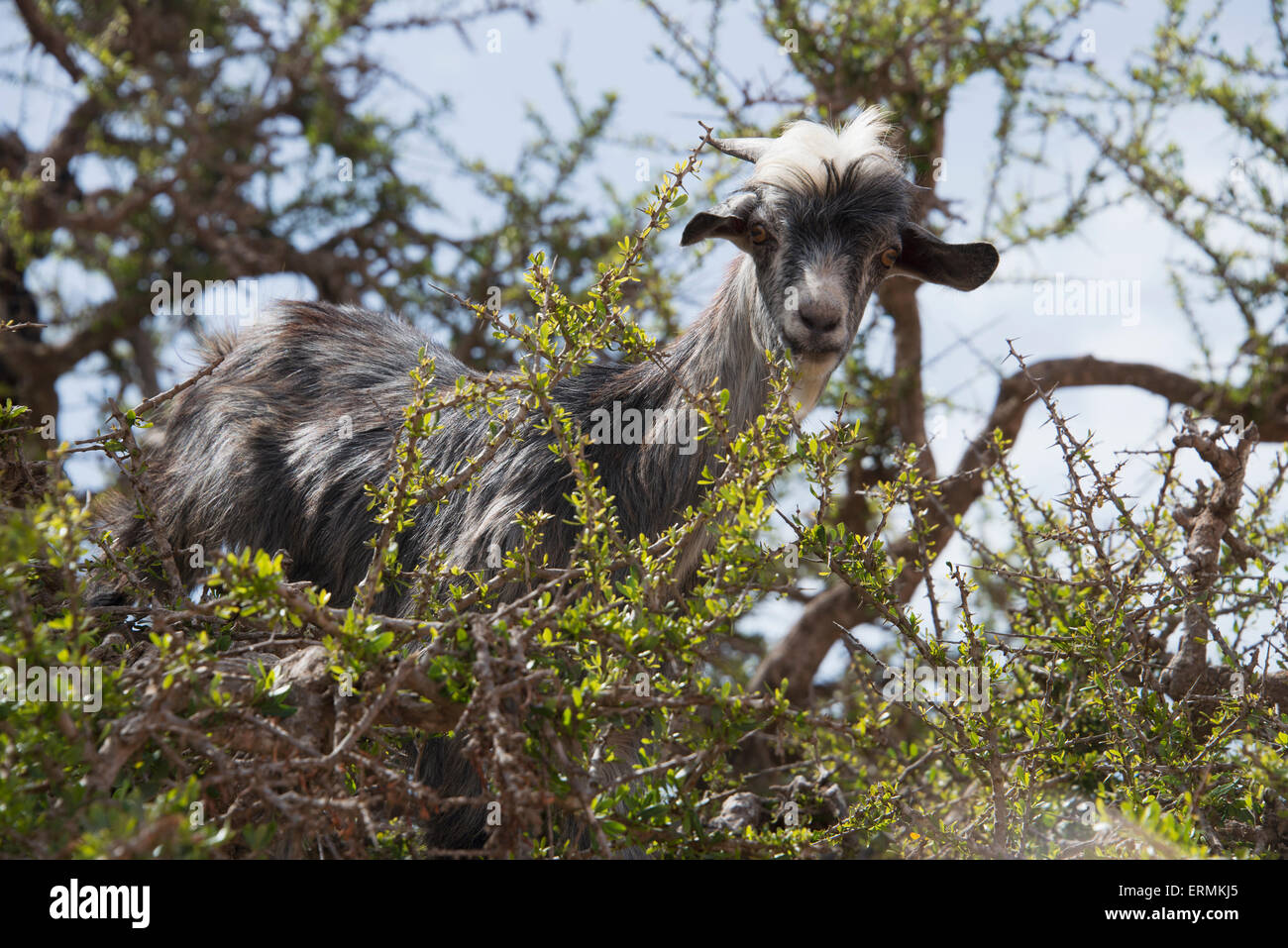 Goat perched in Argan tree ready for a feast of fruit and leaves ...
