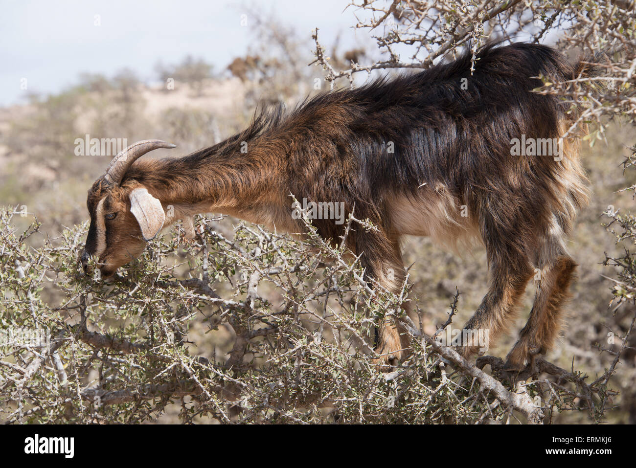 Tamri morocco goat hi-res stock photography and images - Alamy