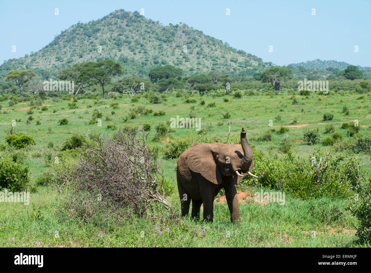Raises his trunk hi-res stock photography and images - Alamy