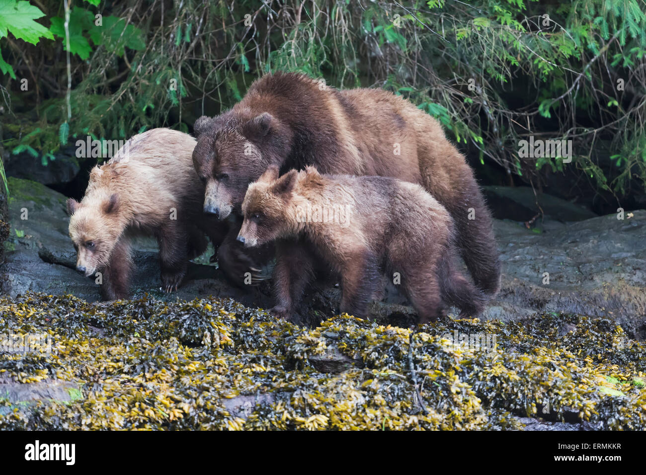 Wild grizzly bear cub hi-res stock photography and images - Alamy