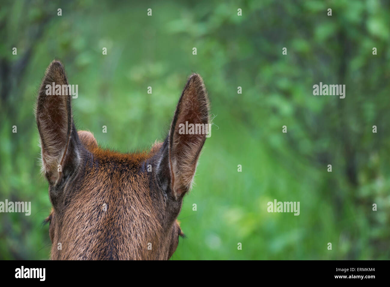 The ears of an elk (Cervus canadensis) as it looks into the forest ...