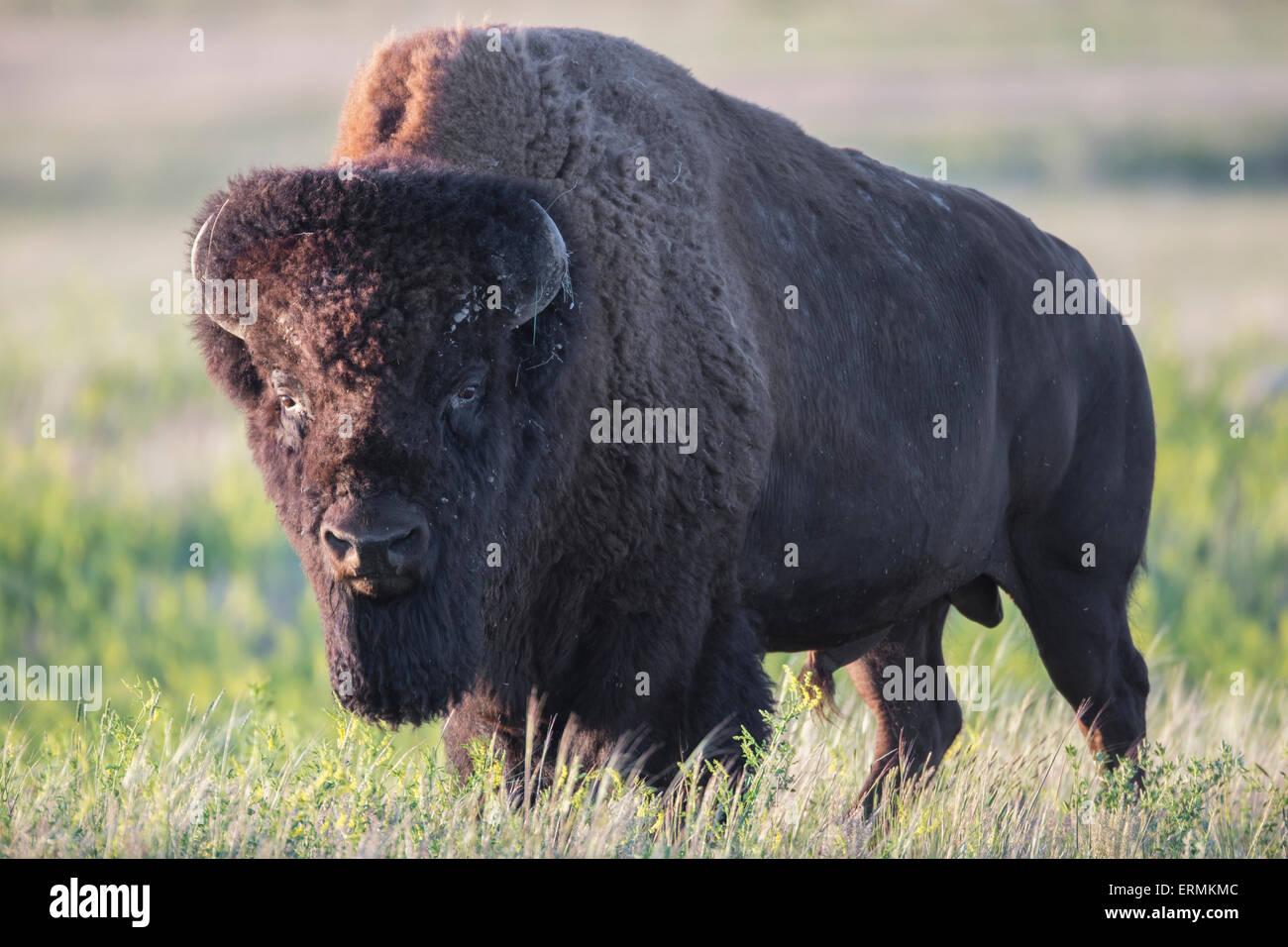 Bison in Grasslands National Park; Saskatchewan, Canada Stock Photo - Alamy
