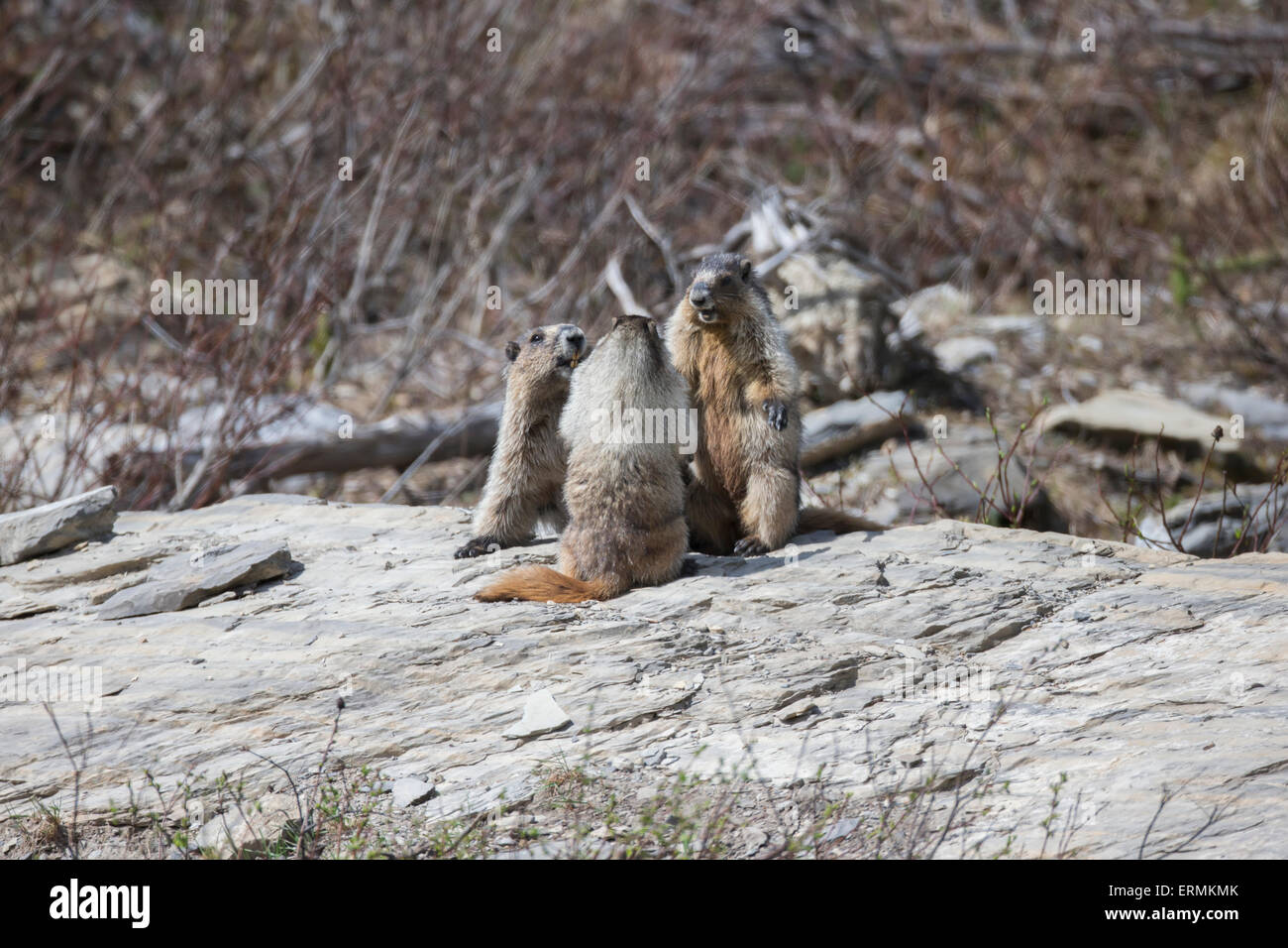 A family of marmots (Marmote caligata) playing together on a rock in ...