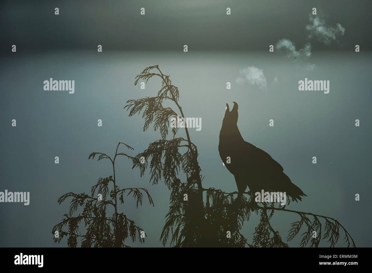 Bald eagle (Haliaeetus leucocephalus) and it breath backlit by the ...