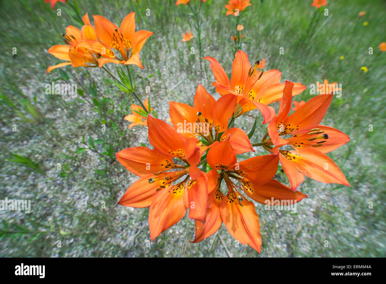 Bc lilies hi-res stock photography and images - Alamy